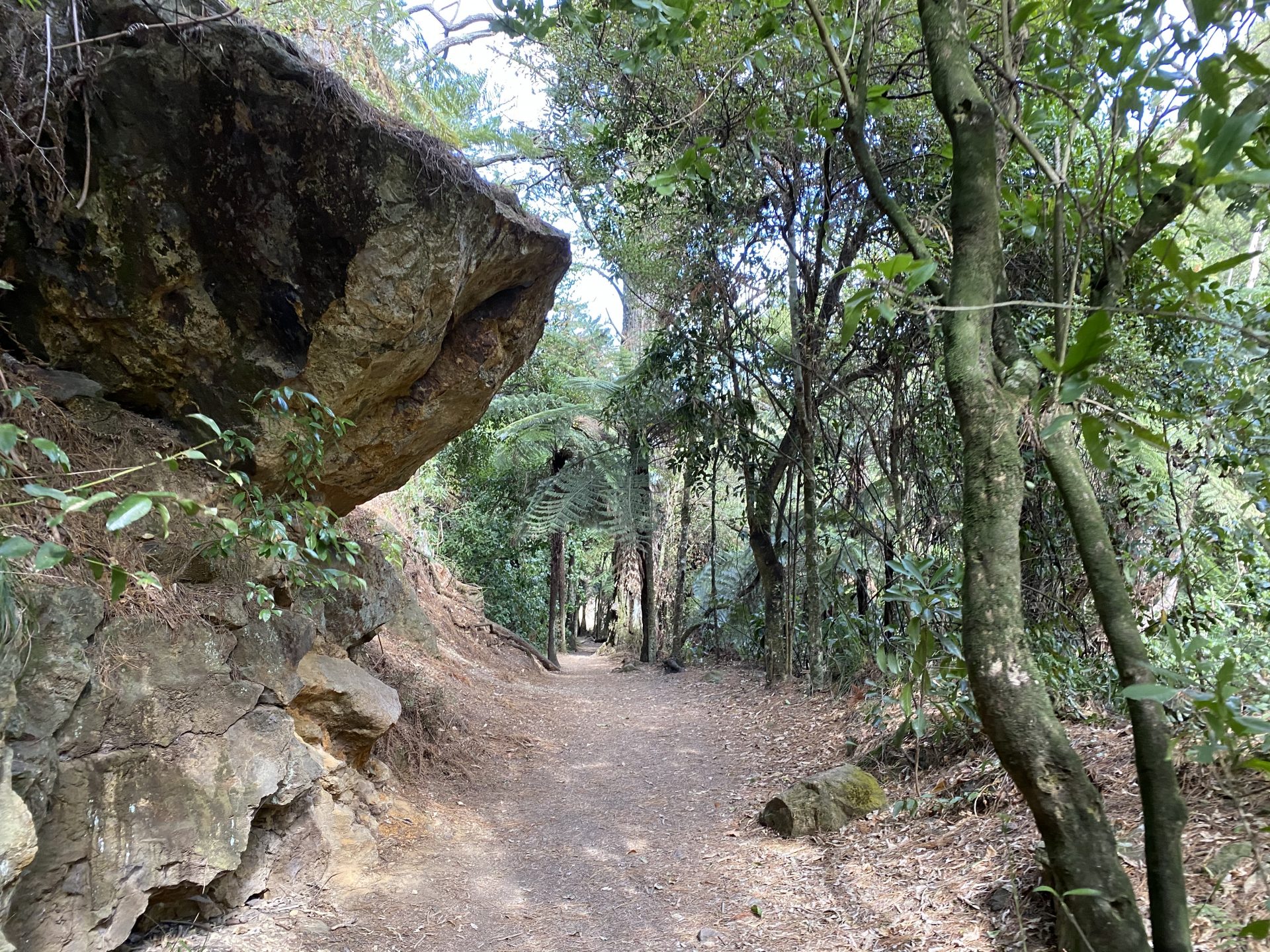 New Zealand’s historic Kaimai Mamaku Conservation Park – JauntTV®